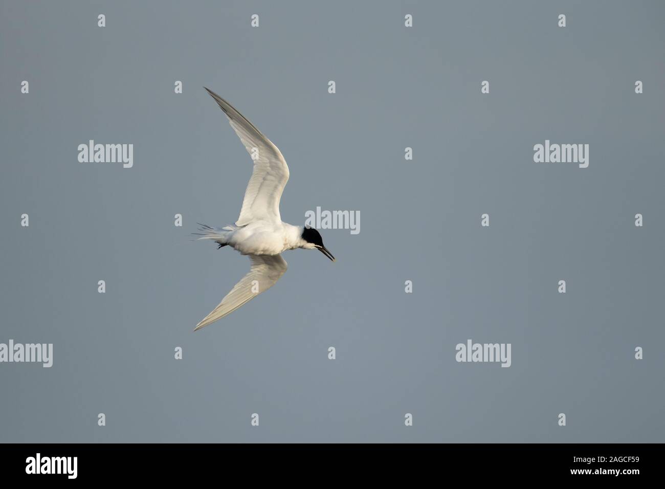 Sandwich tern Thalasseus sandvicensis adult bird shaking itself whilst ...