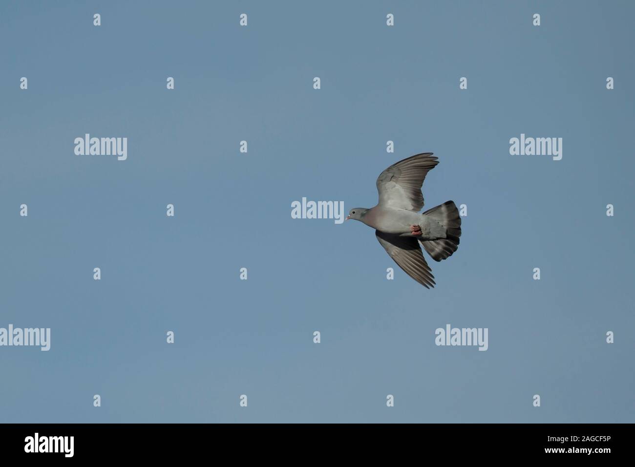 Dove flying earth hi-res stock photography and images - Alamy