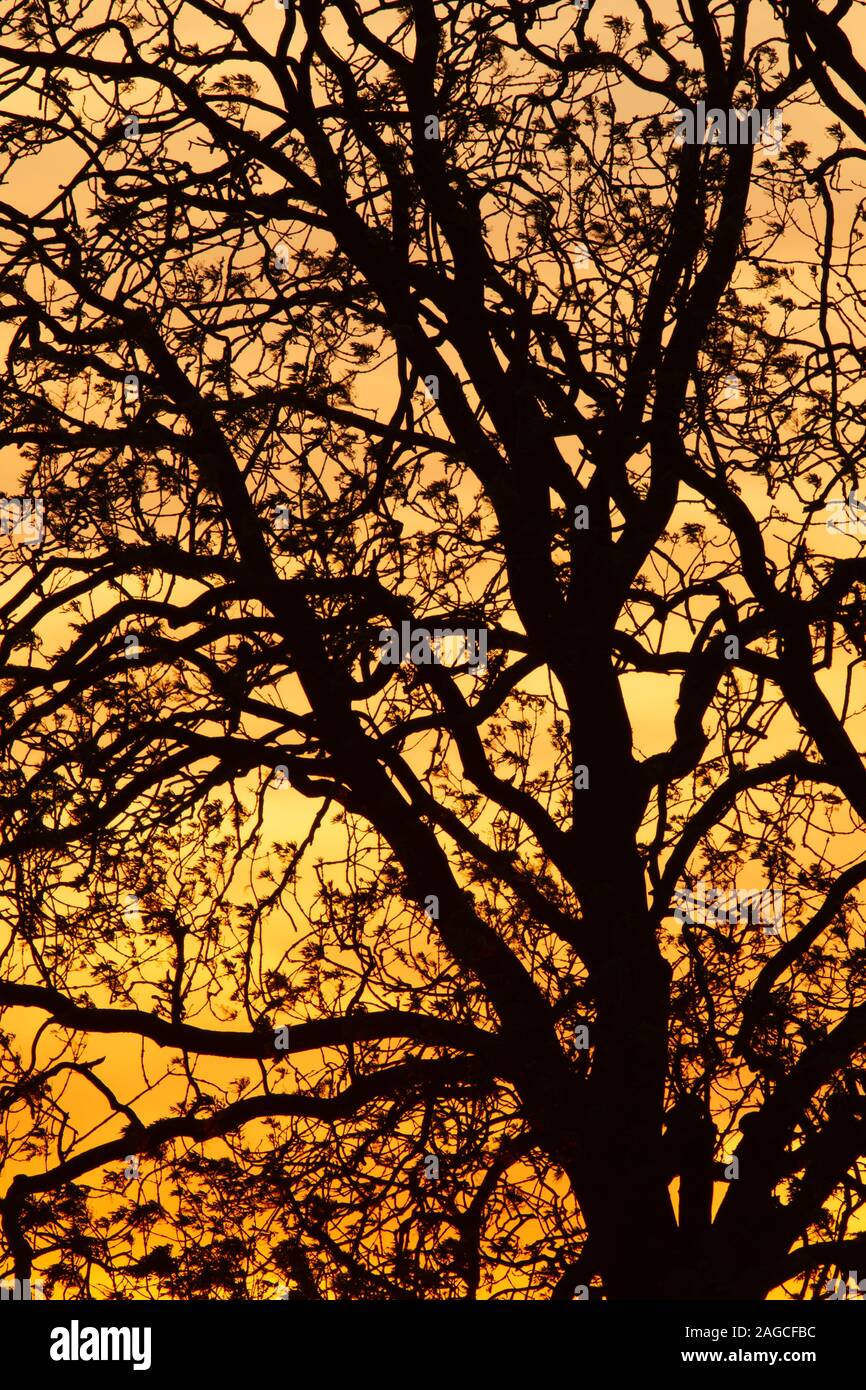 Tree at sunset, Suffolk, UK, May Stock Photo - Alamy
