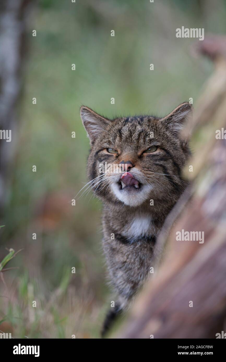 Scottish wildcat Felis silvestris adult in woodland, October, UK ...