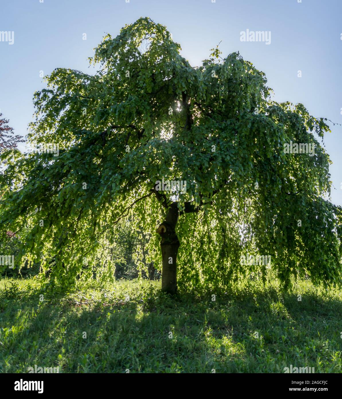 Beautiful willow tree growing in the field covered with the sunlight ...
