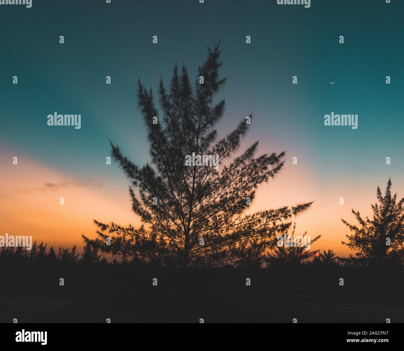 Beautiful tree on a hill with the sunset in the background captured in ...