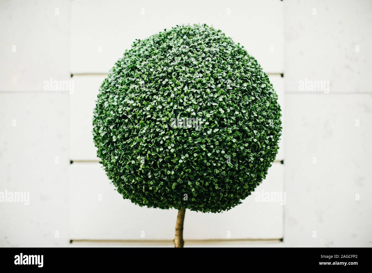Beautiful round green tree with a white wall in the background Stock ...