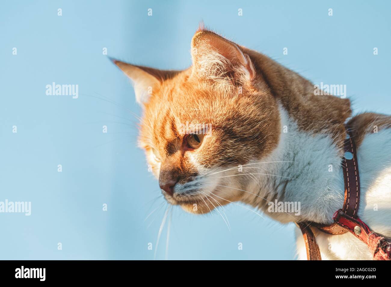 Cat sees threat preparing jump hi-res stock photography and images - Alamy