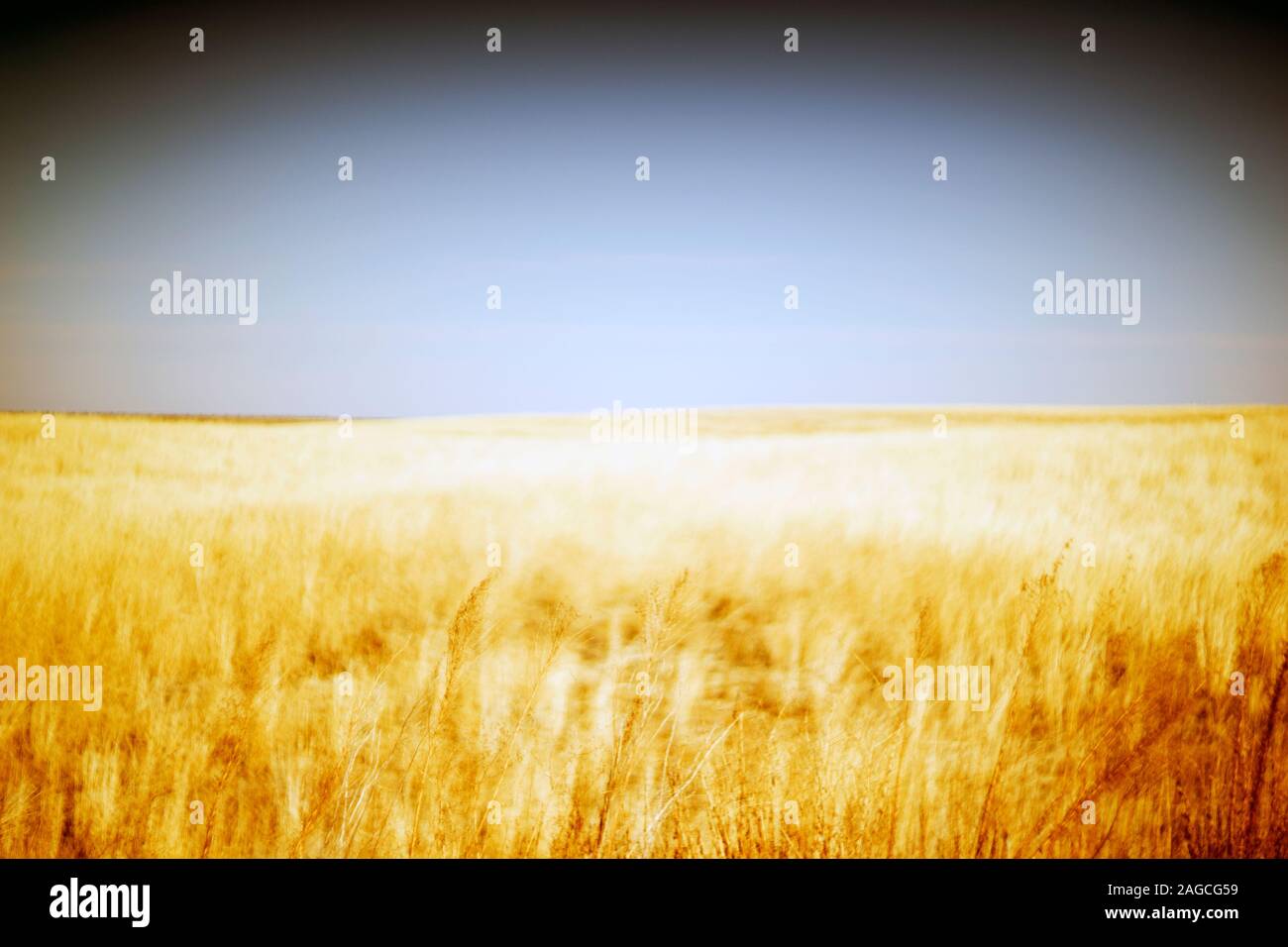 Golden color field hi-res stock photography and images - Alamy