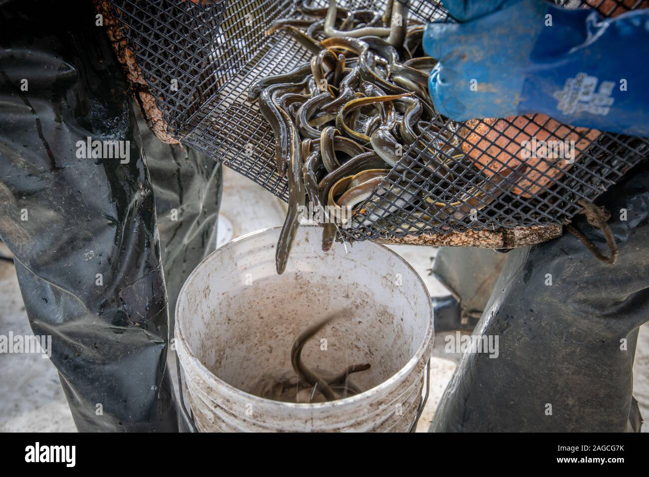 Chesapeake bay seafood hi-res stock photography and images - Alamy