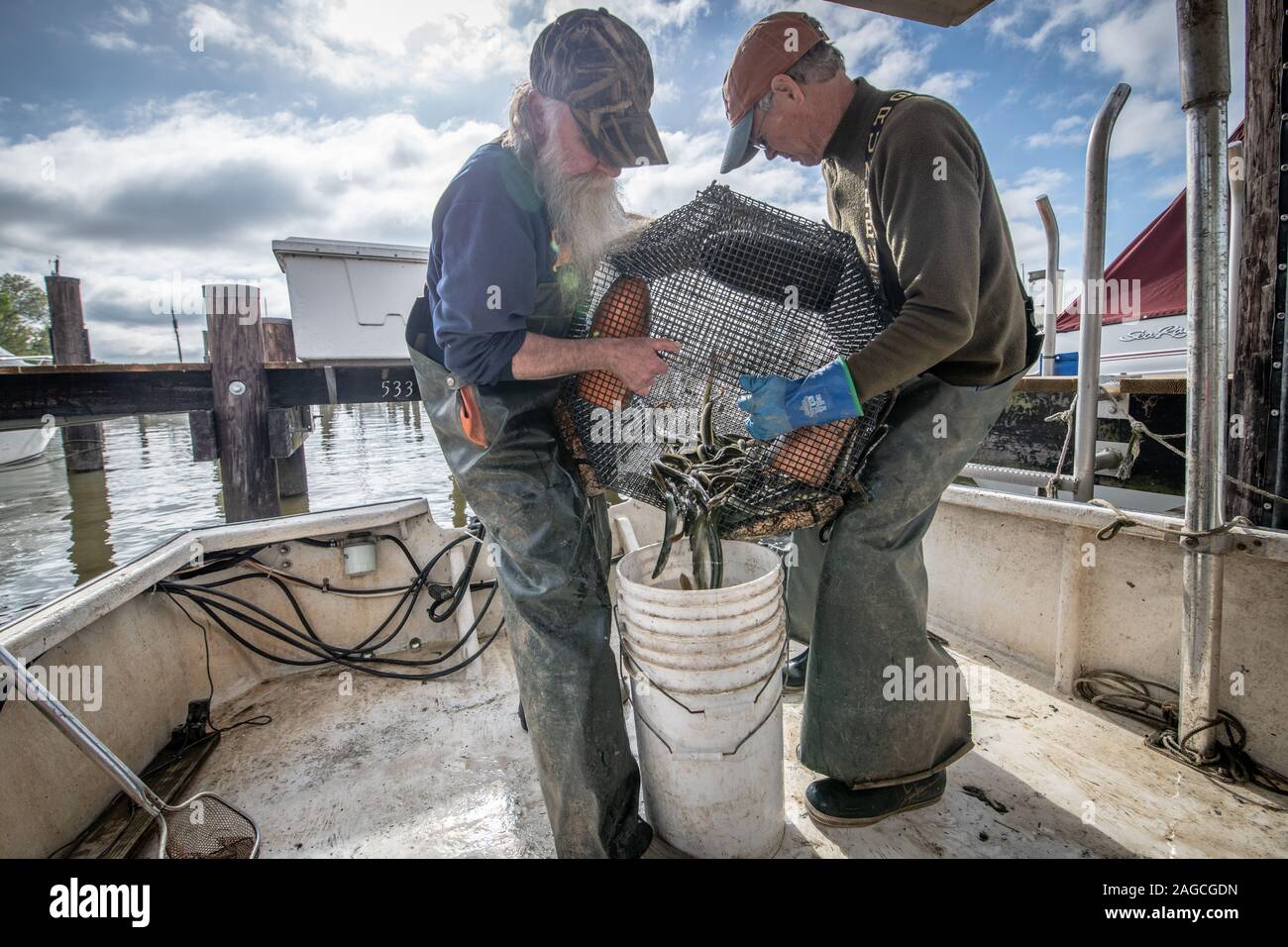 Eel harvest on upper Chesapeake Bay Stock Photo - Alamy