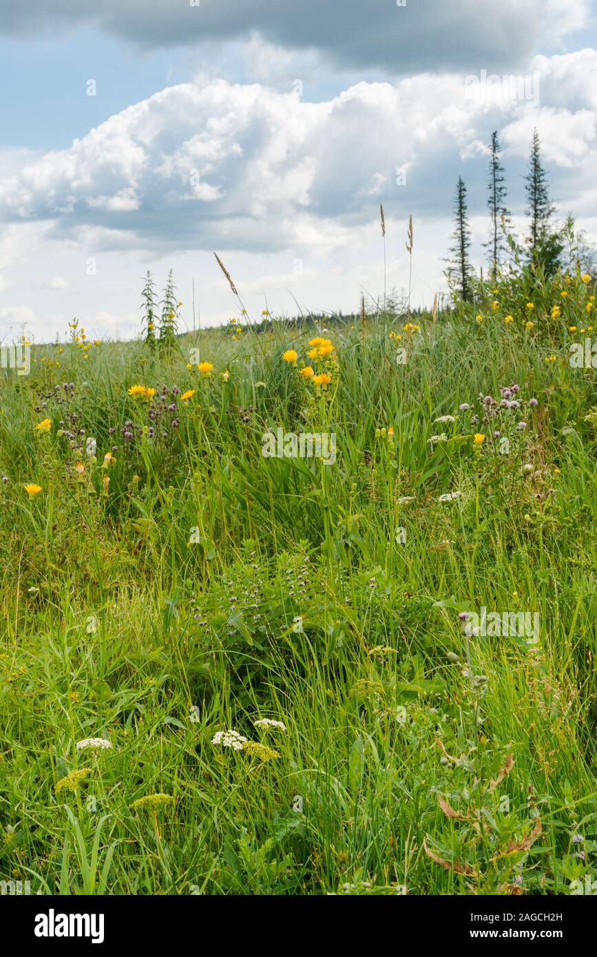 Summer wildflowers hi-res stock photography and images - Alamy