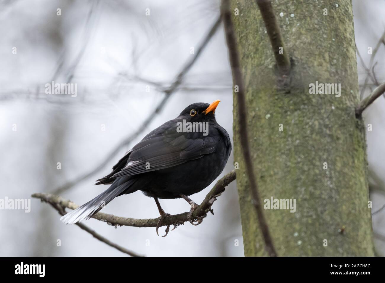 Leucistic blackbird hi-res stock photography and images - Alamy