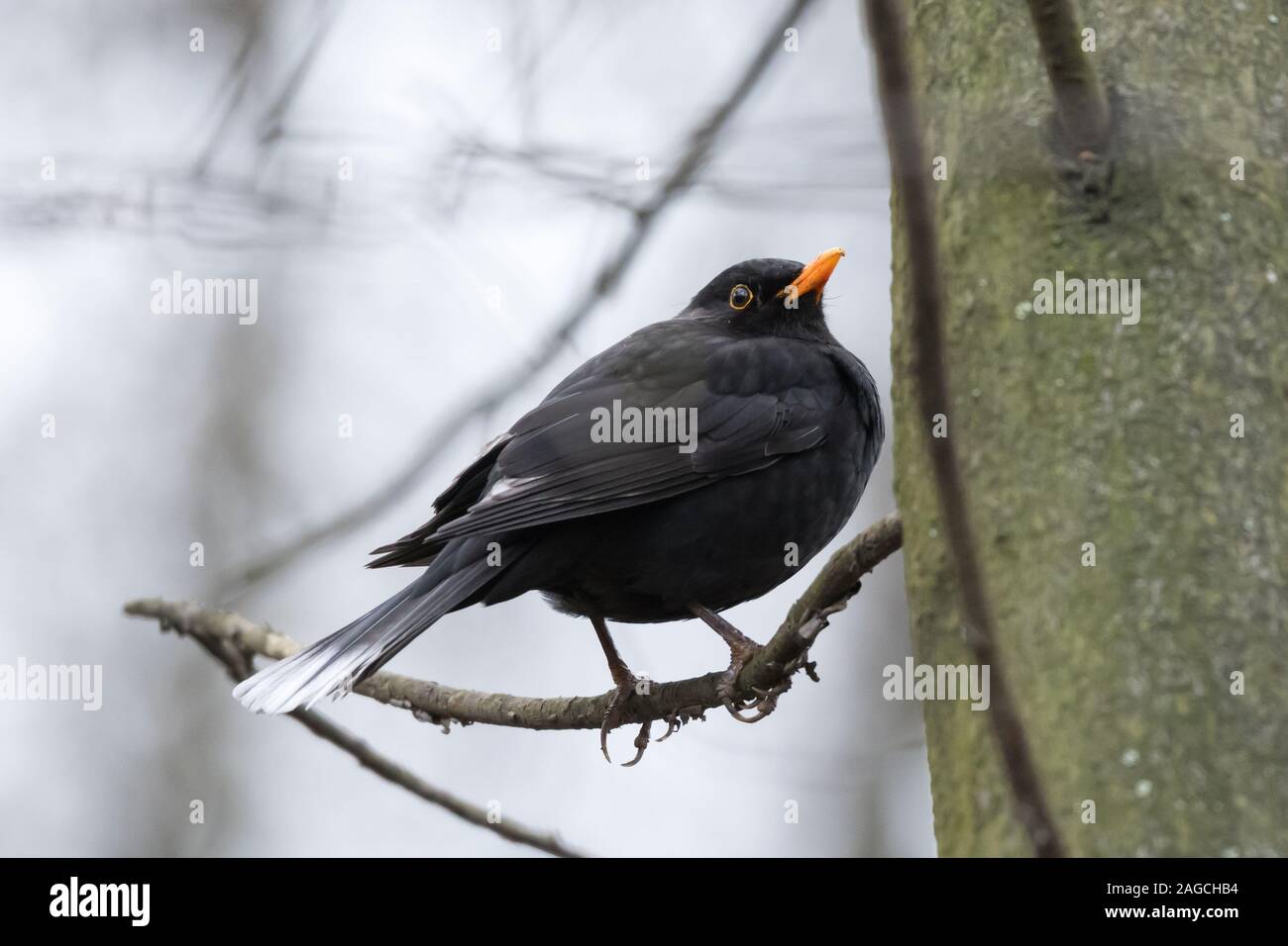 Abnormal wing feather hi-res stock photography and images - Alamy