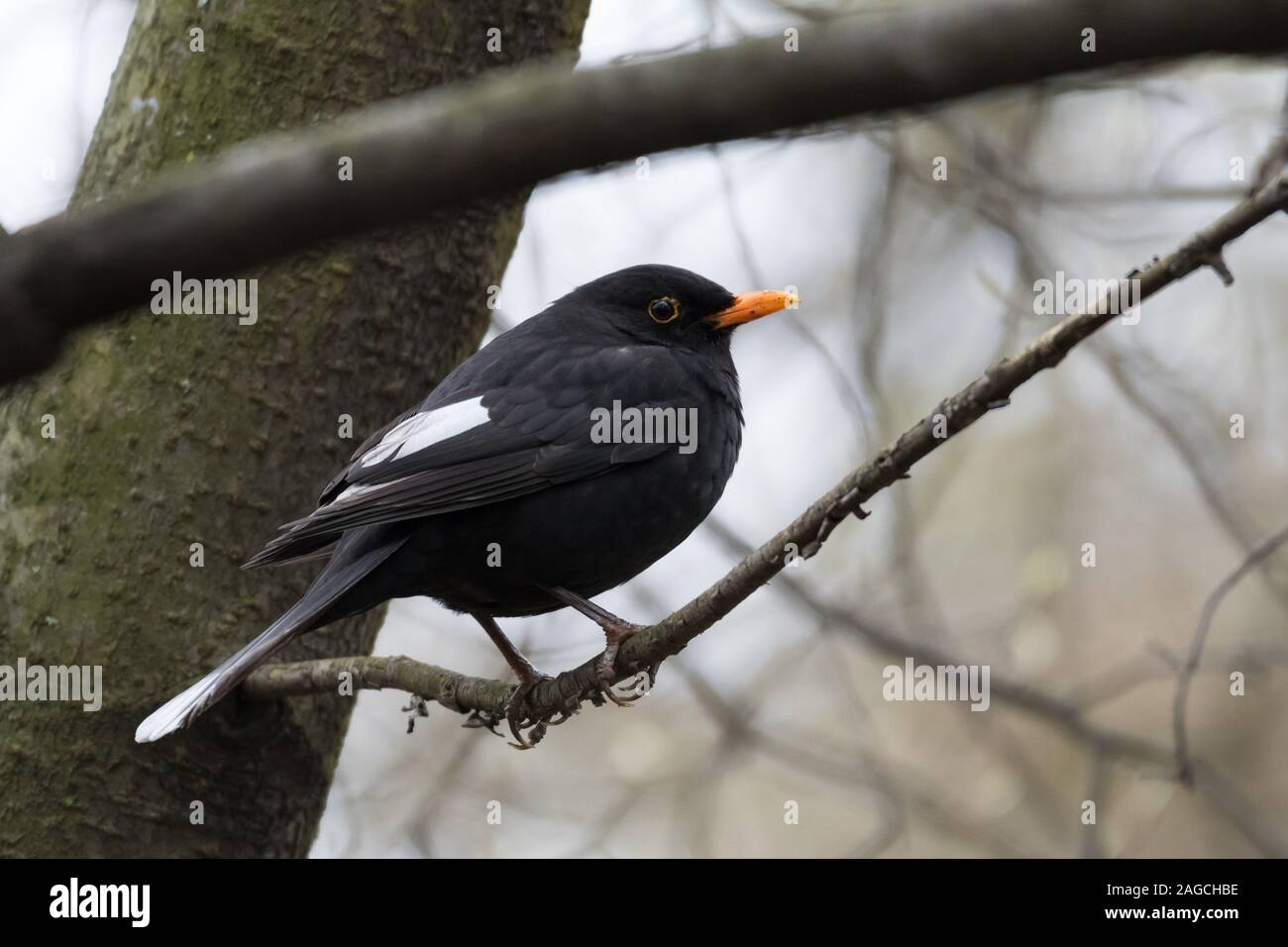 Leucistic birds hi-res stock photography and images - Alamy