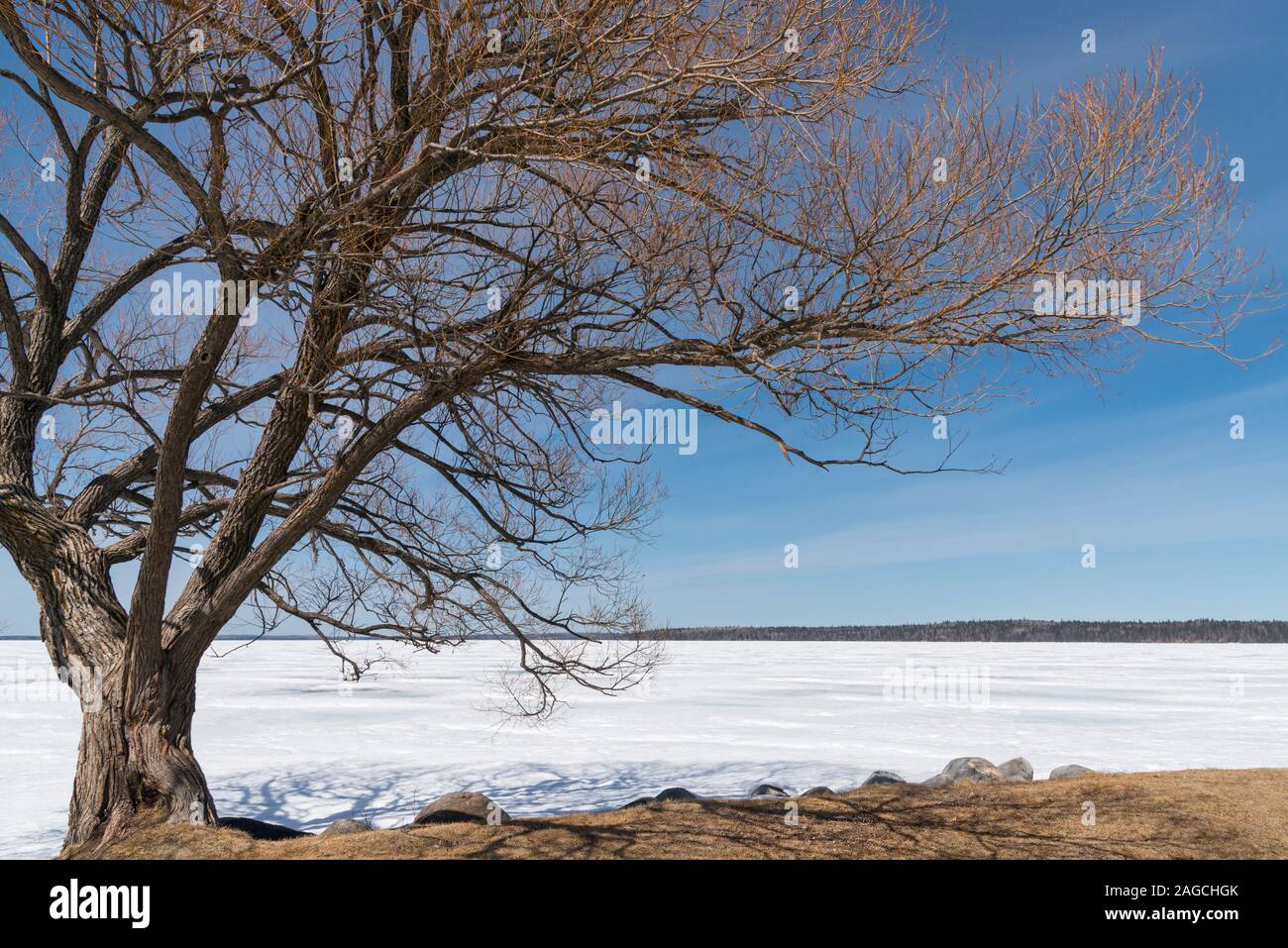 Late winter landscape along the shoreline of Clear Lake, at Wasagaming ...