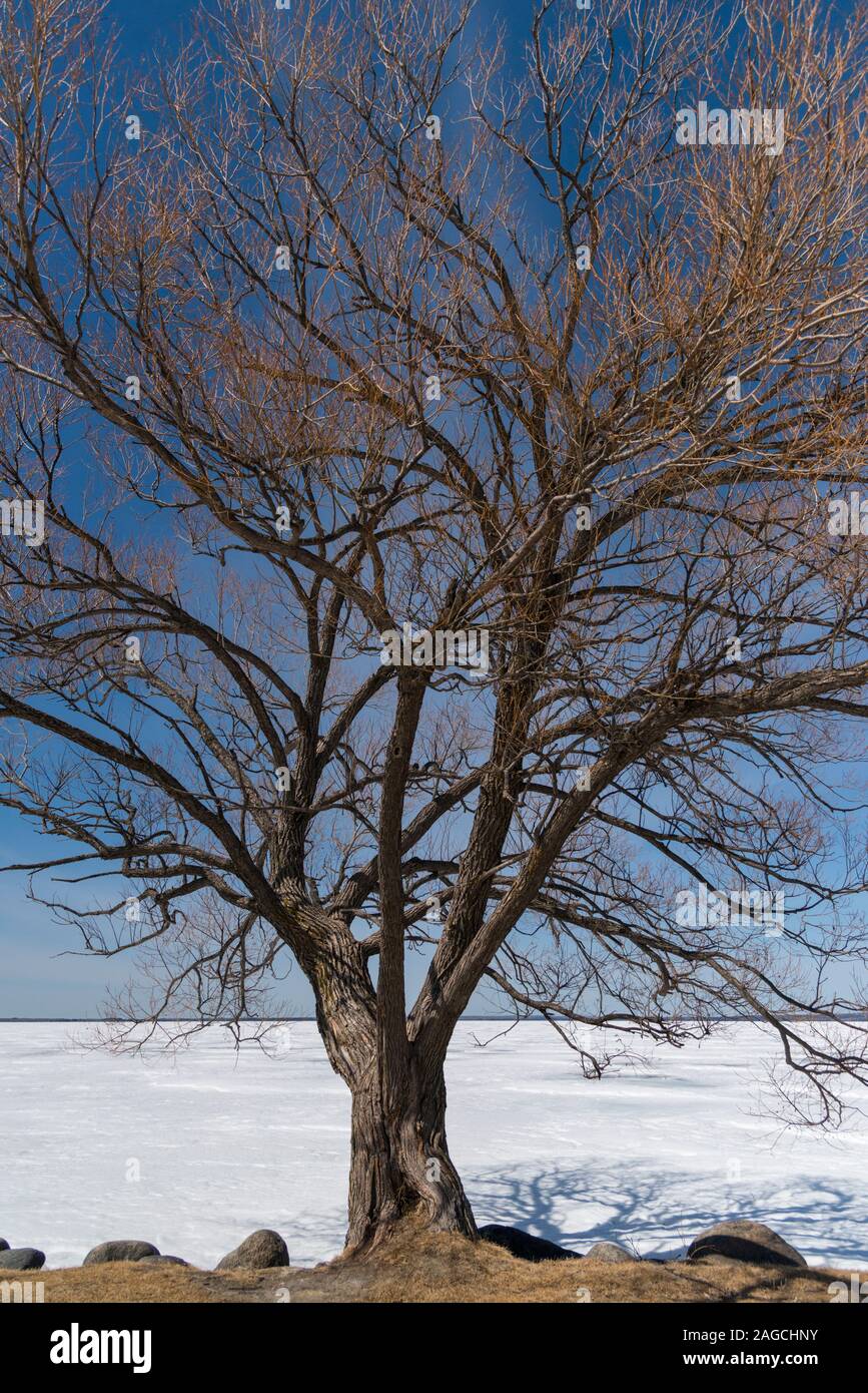 Late winter landscape along the shoreline of Clear Lake, at Wasagaming ...
