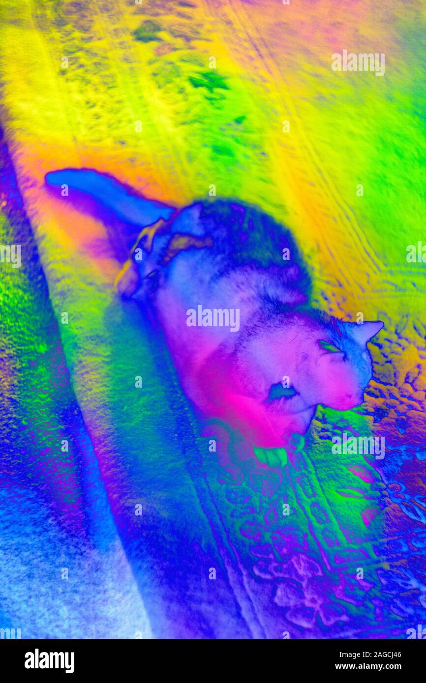 Cat Laying on Rug Stock Photo - Alamy