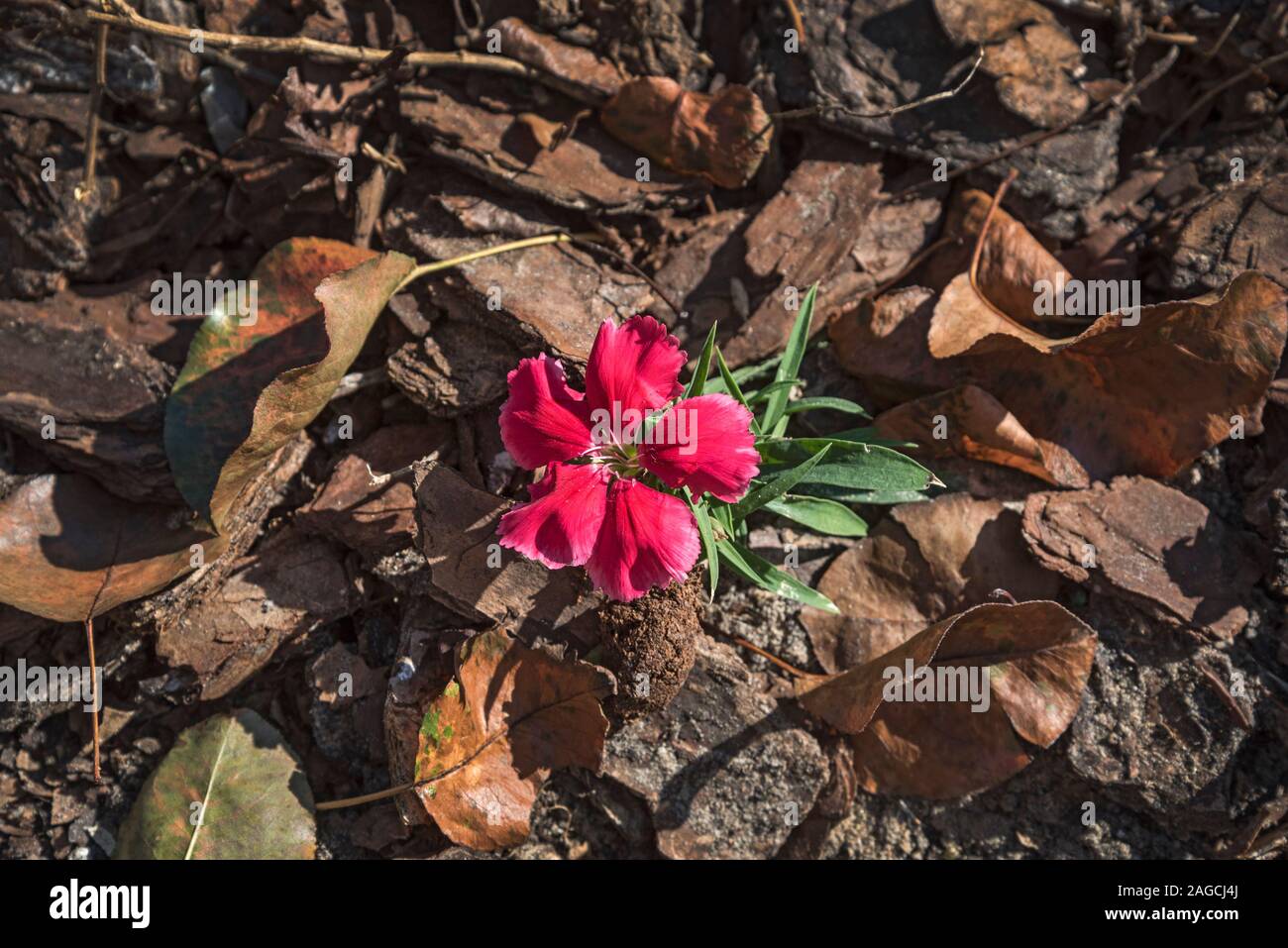 Red growing flower hi-res stock photography and images - Alamy