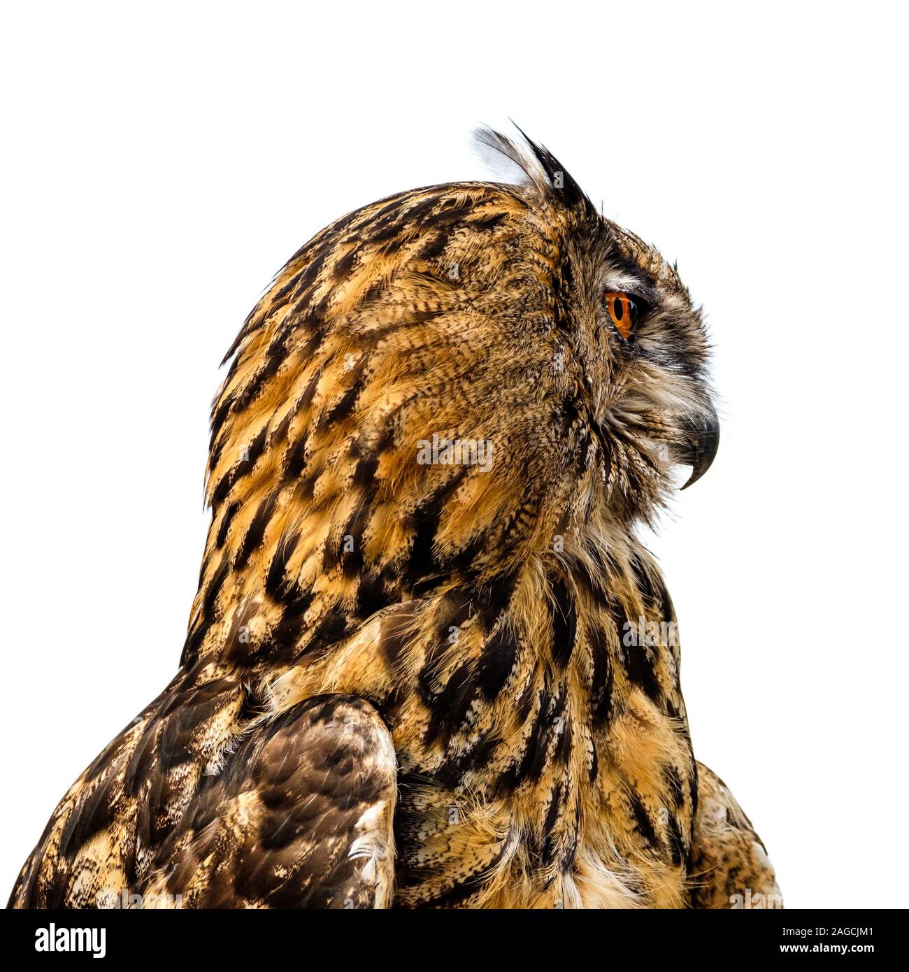 Profile portrait of eagle owl hi-res stock photography and images - Alamy