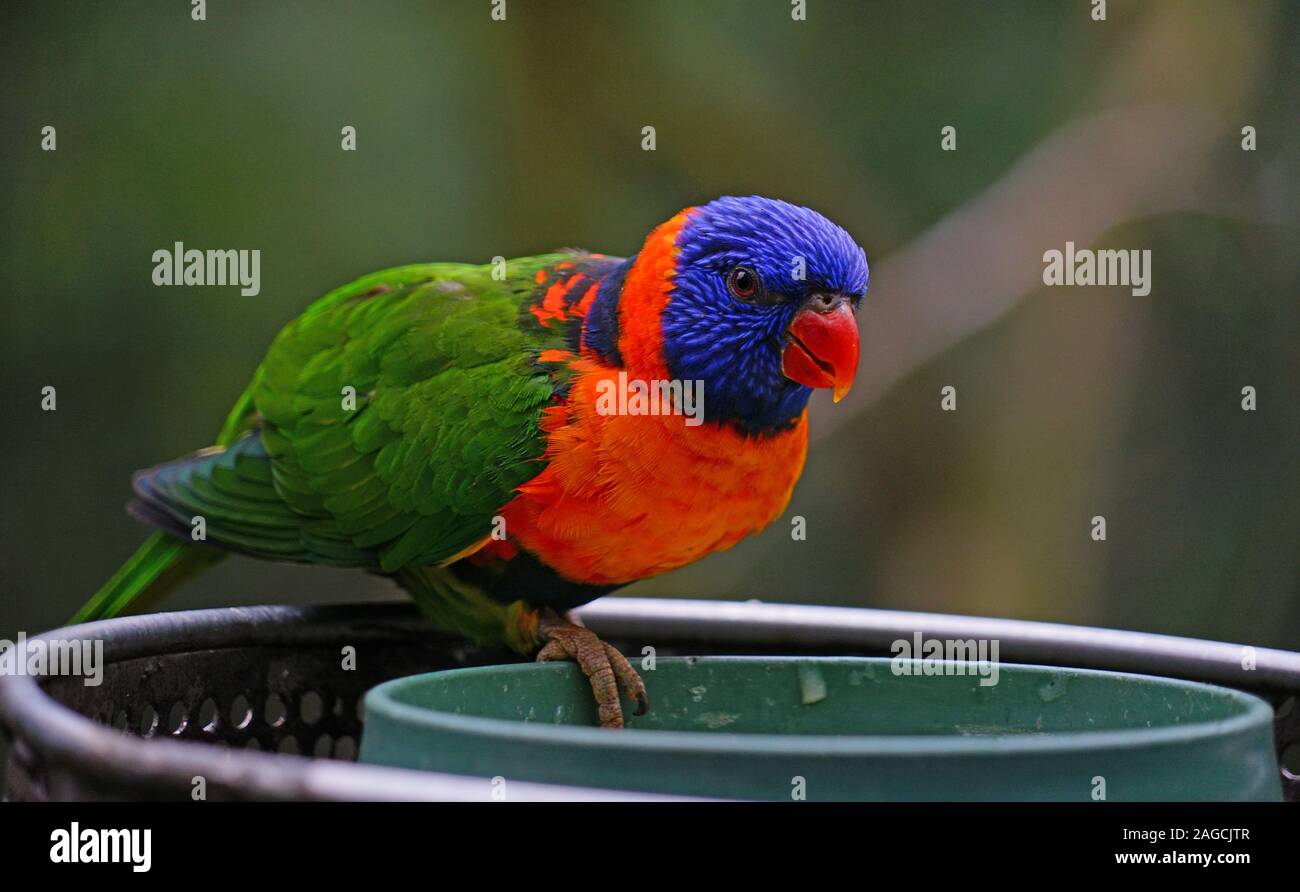 Australian bird at bird feeder hi-res stock photography and images - Alamy