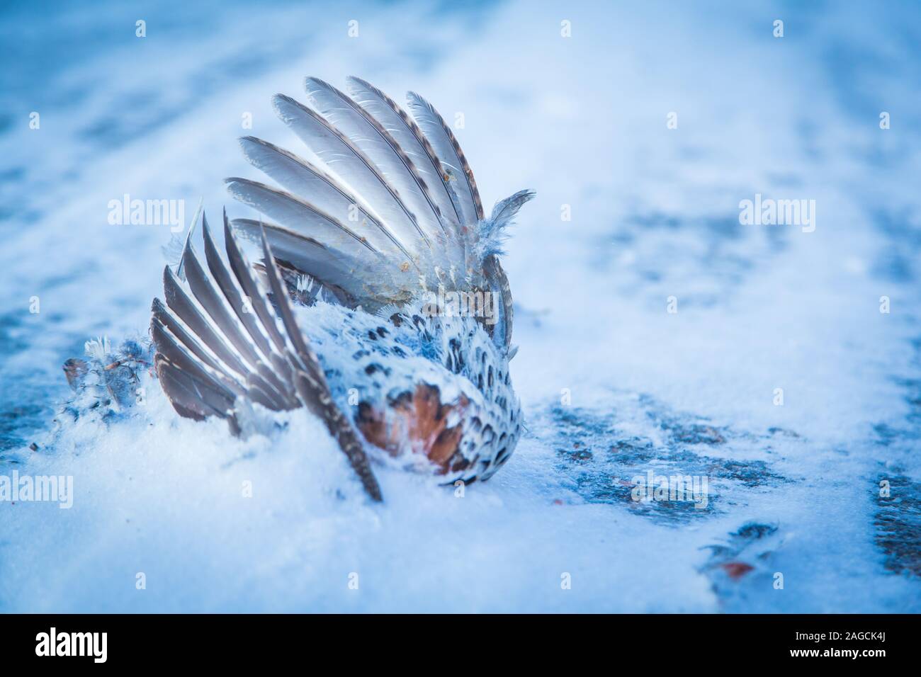 Icy roudkill aka dead bird on the side of the road with the wings ...