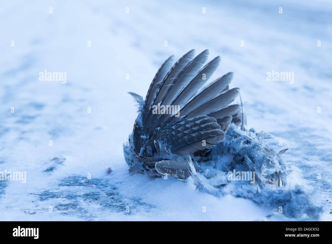 Icy roudkill aka dead bird on the side of the road with the wings ...