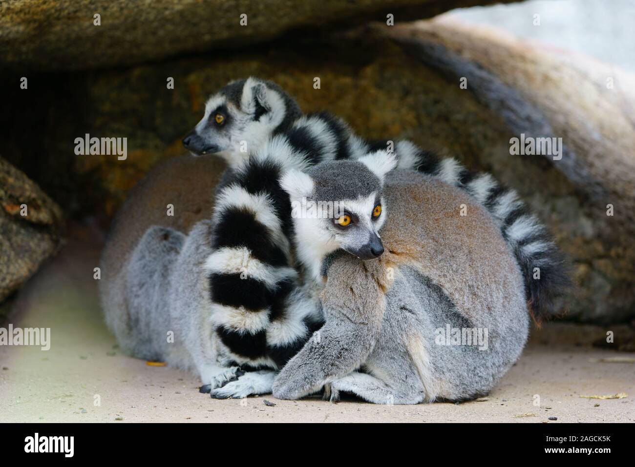 Two black and white ring-tailed lemurs (lemur catta) from Madagascar ...