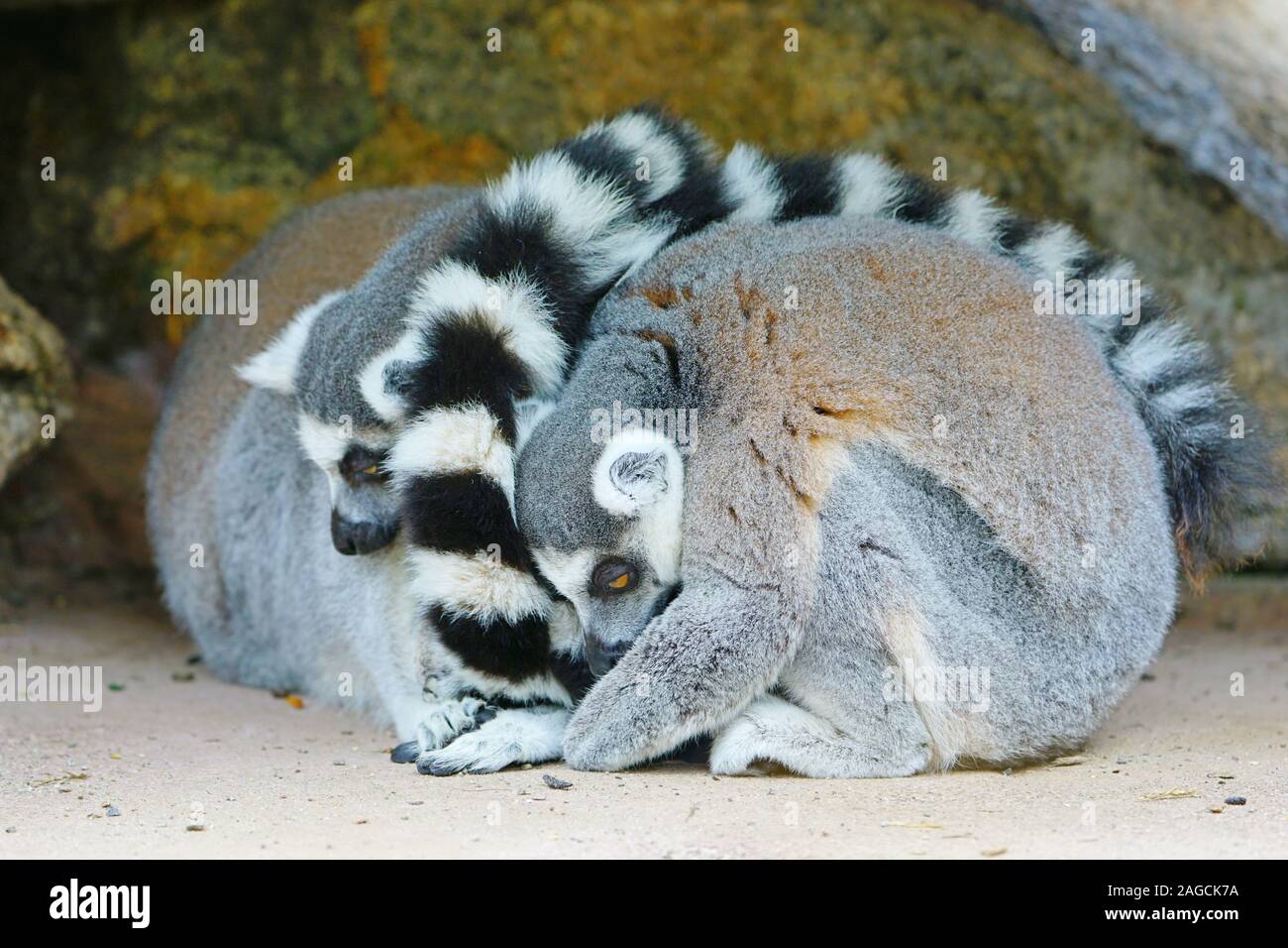 Two black and white ring-tailed lemurs (lemur catta) from Madagascar ...