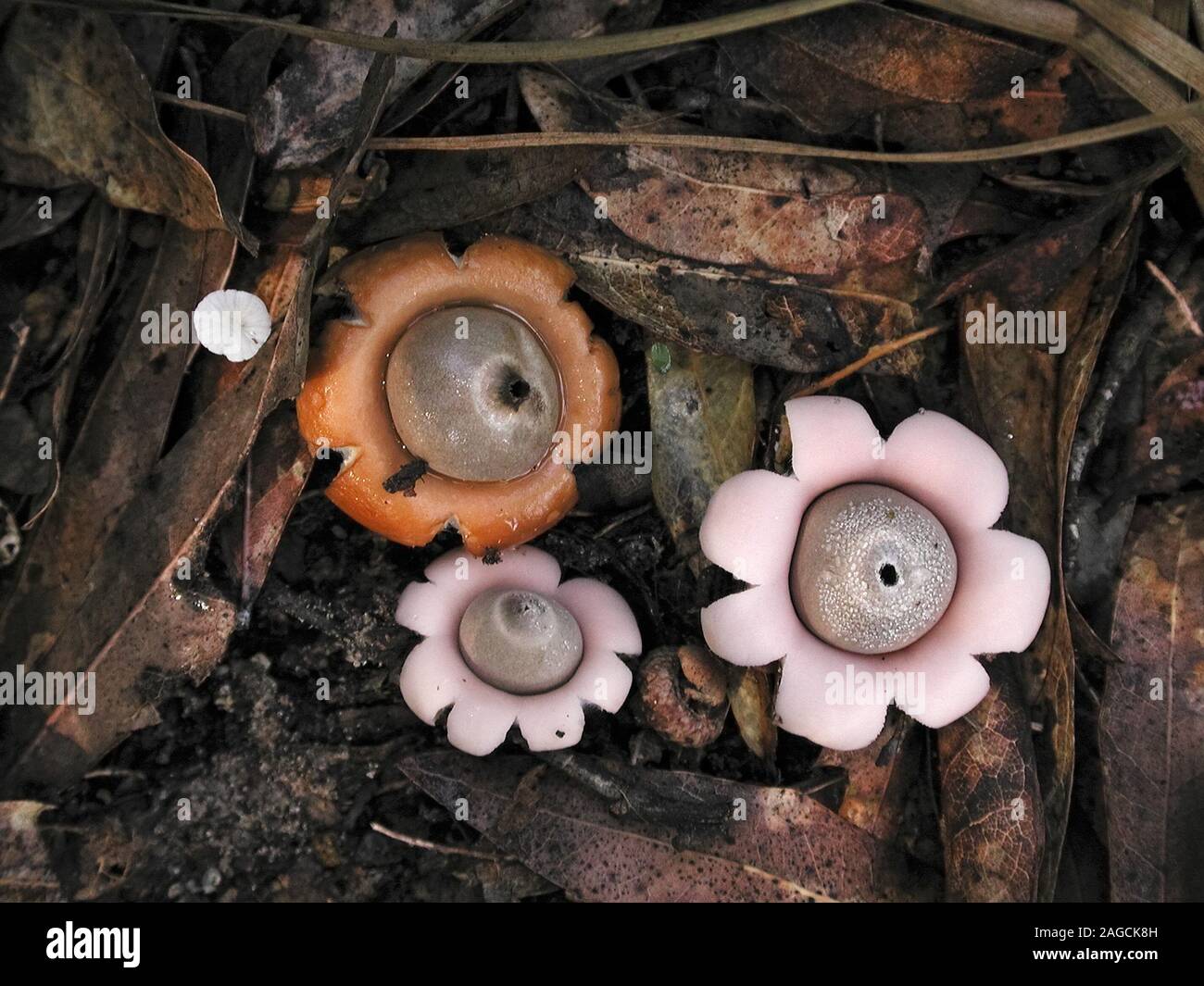Earthstar mushroom fungi funghi Fort White Florida Stock Photo - Alamy