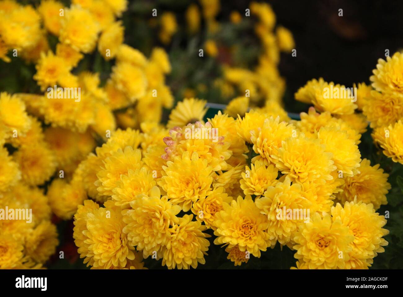 Yellow flowers in November Stock Photo - Alamy