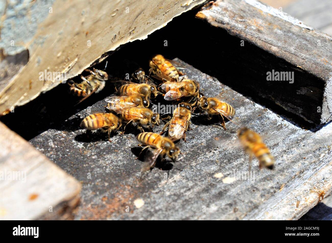 Hard working bees hi-res stock photography and images - Alamy