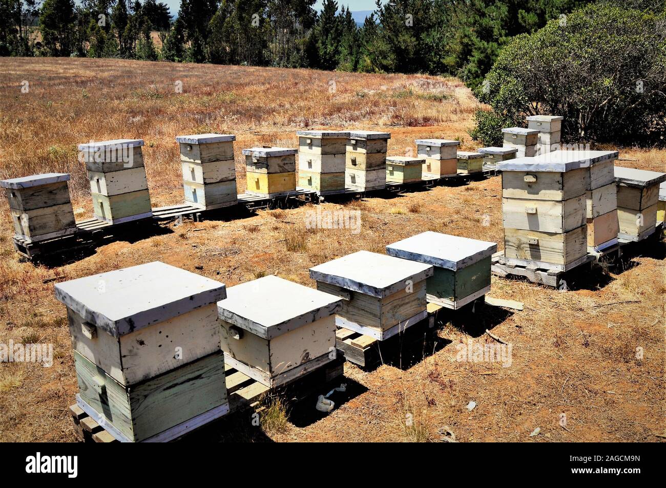 Group of old hives in the middle of a field surrounded by a green ...