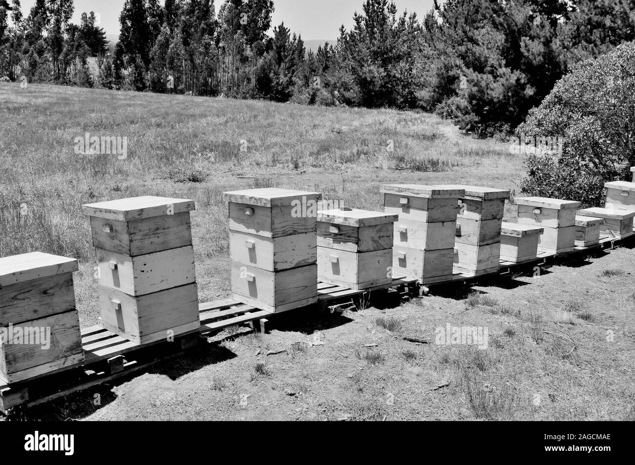 Old beehive illustration hi-res stock photography and images - Alamy