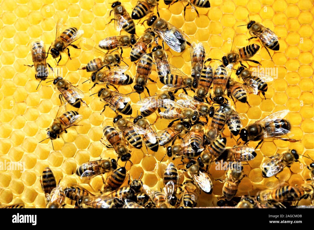 Closeup shot of a group of bees creating a honeybee full of delicious ...