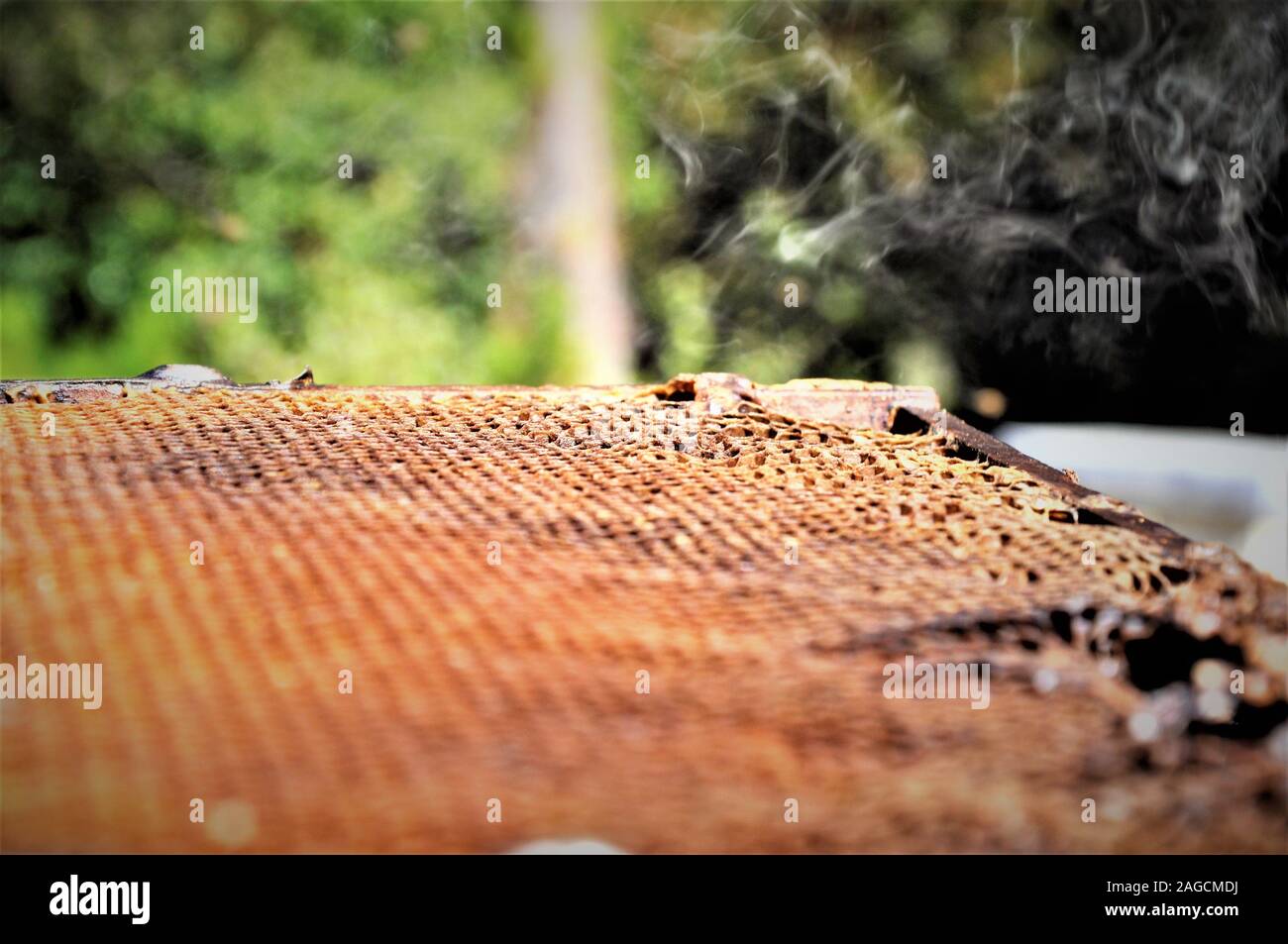Low angle closeup shot of bees creating a honeycomb full of delicious ...