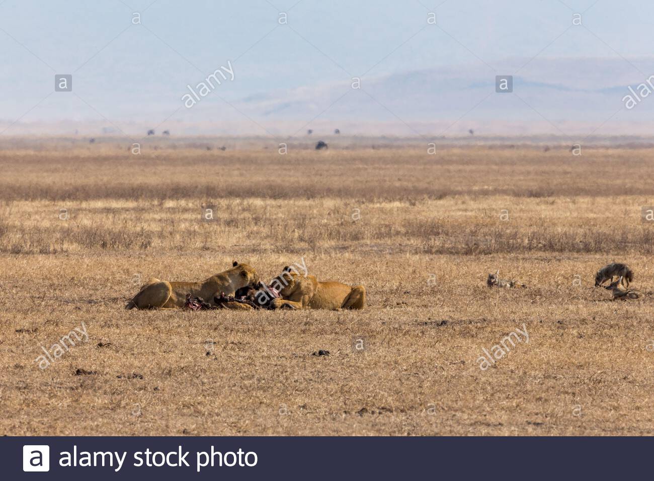 Lion Eating Prey High Resolution Stock Photography and Images - Alamy