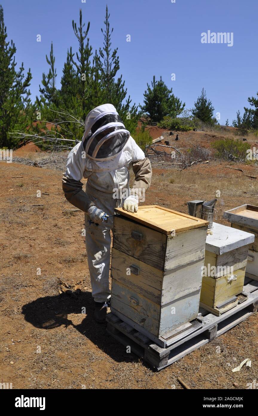Beekeeper opening beehive harvesting hi-res stock photography and ...