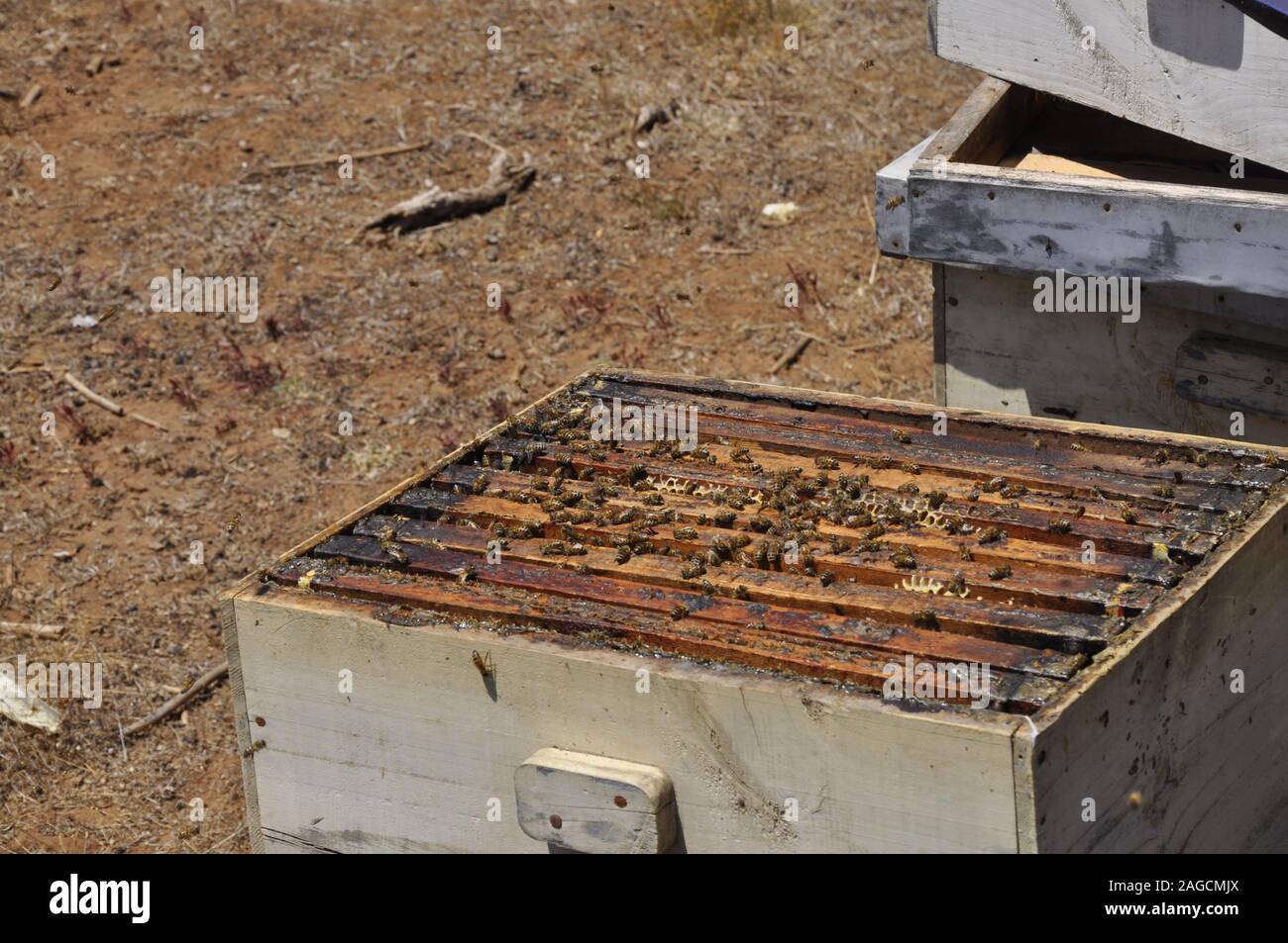 High angle shot of hard-working bees creating a delicious honeycomb in ...