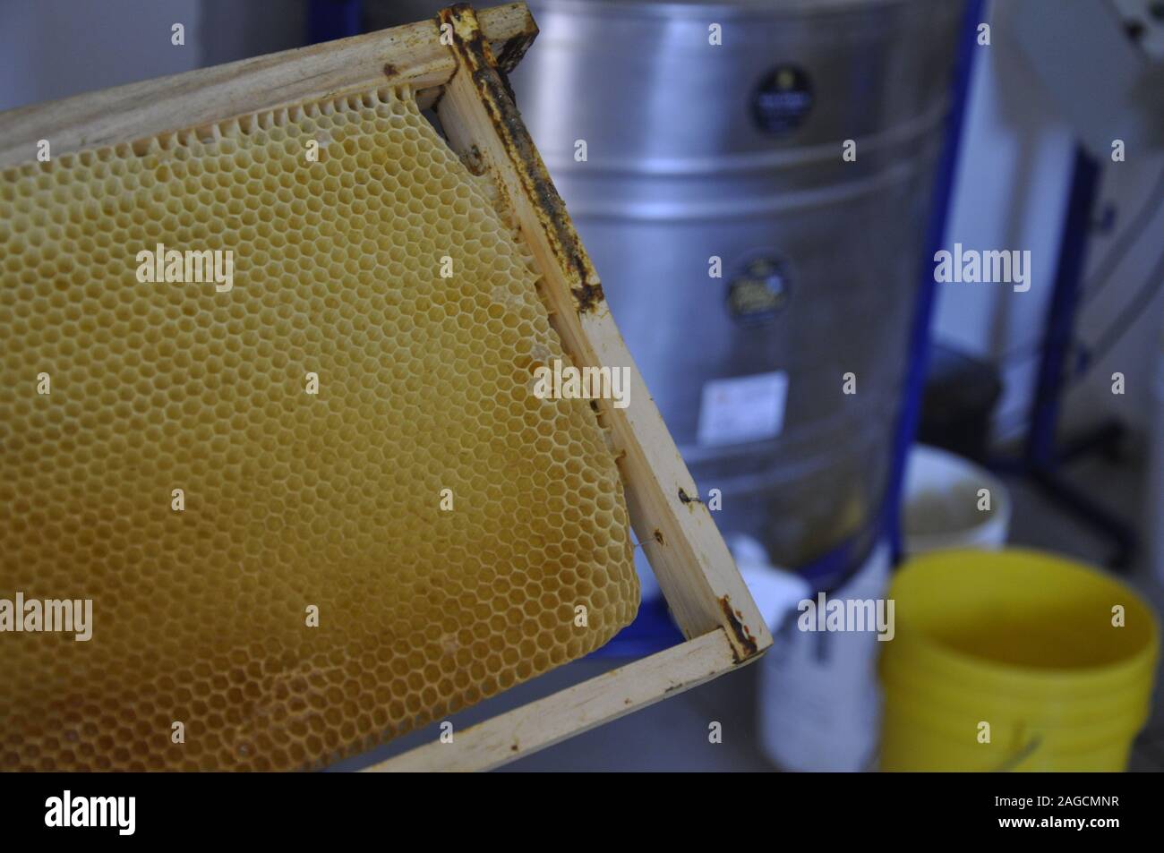 Low angle closeup shot of bees creating a honeycomb full of delicious ...