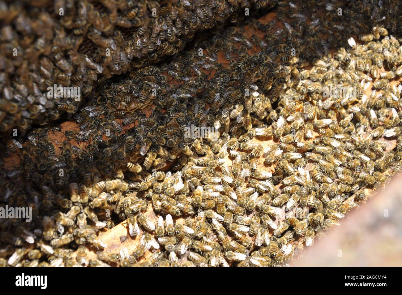 High angle shot of hard-working bees creating a delicious honeycomb in ...