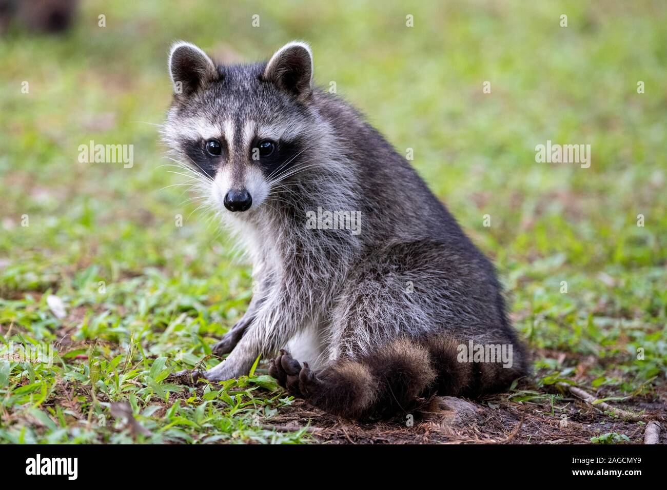 Raccoon (Procyon lotor) sits in a meadow, Louisiana, USA Stock Photo ...