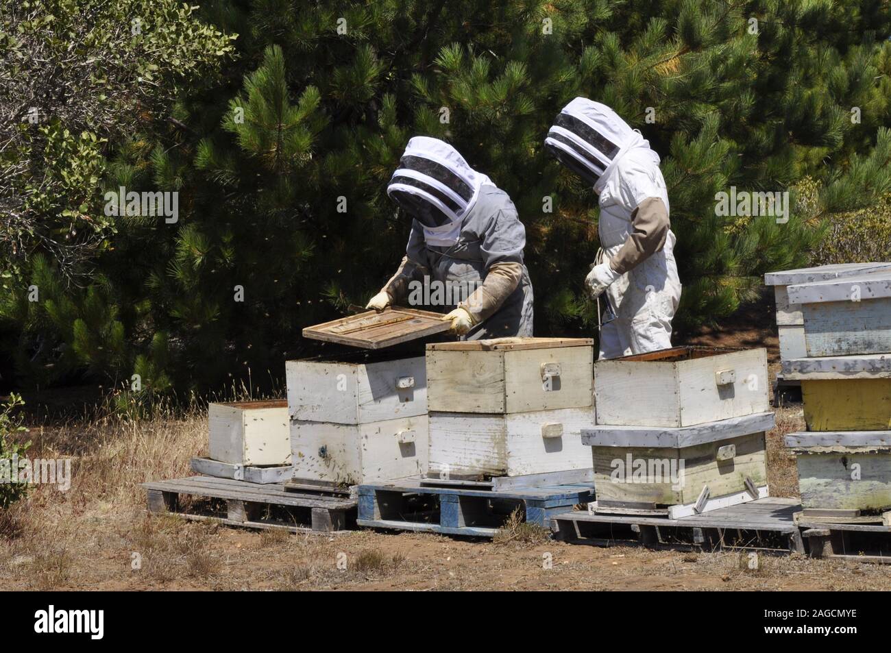 Beekeepers harvesting honey from delicious honeycombs created in hives ...