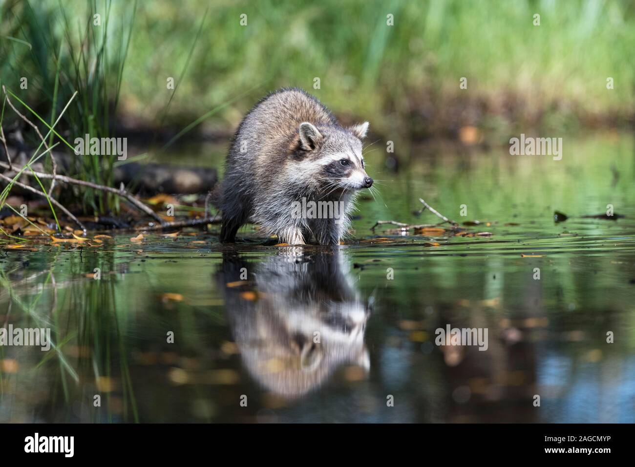 Raccoon (Procyon lotor) wads through water, Louisiana, USA Stock Photo ...