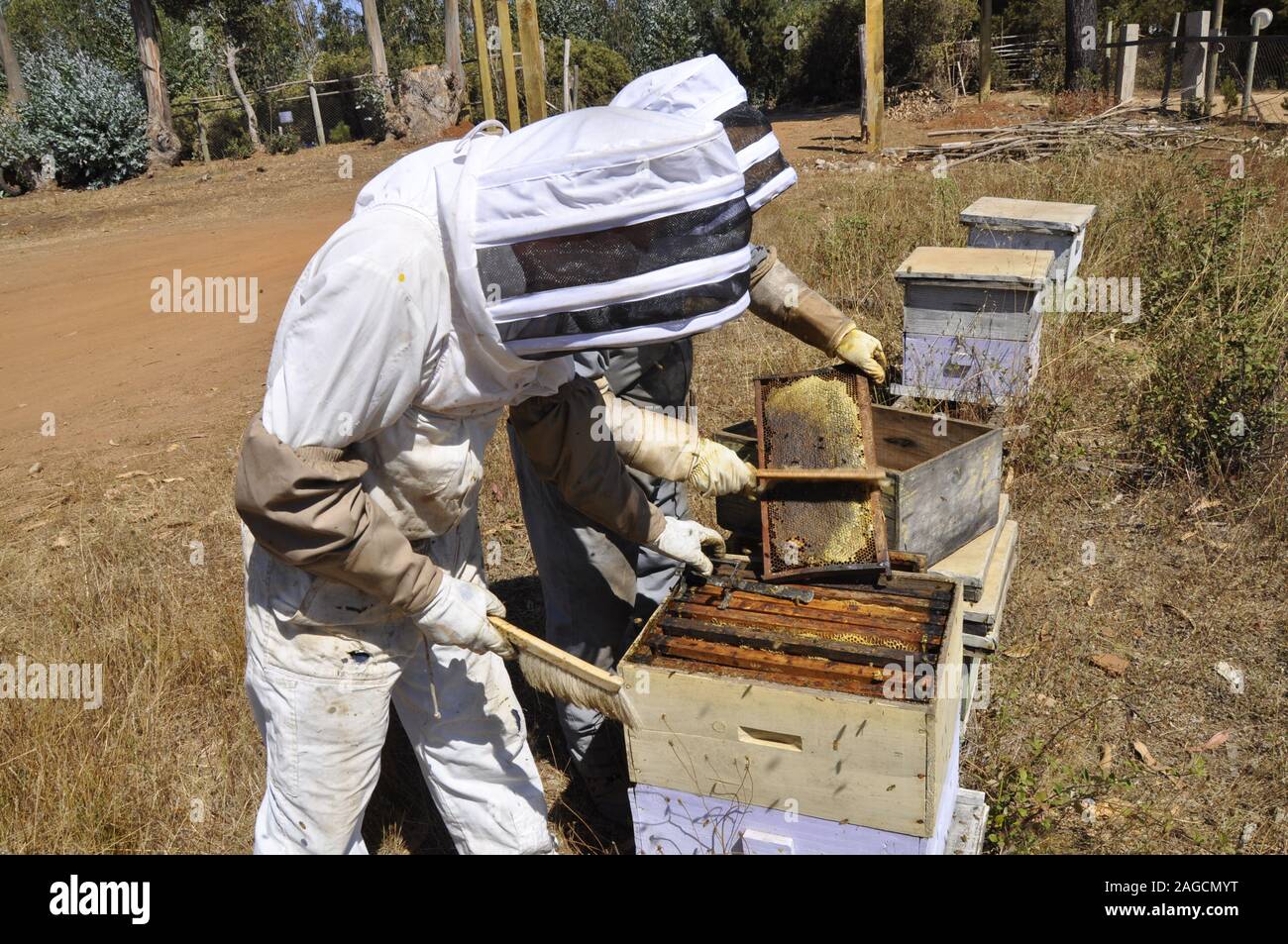 Beekeepers harvesting honey from delicious honeycombs created in hives ...