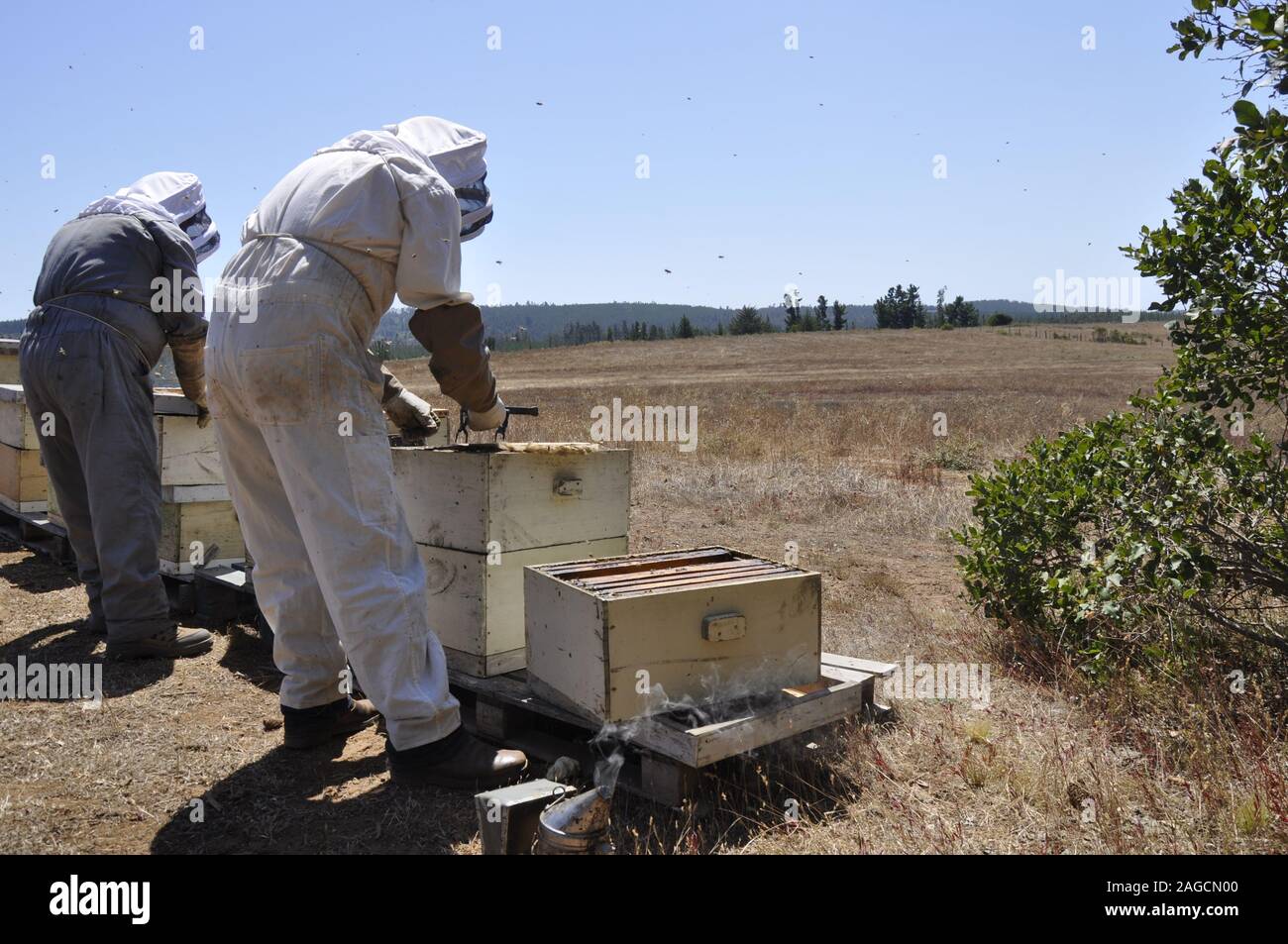 Beekeepers harvesting honey from delicious honeycombs created in hives ...