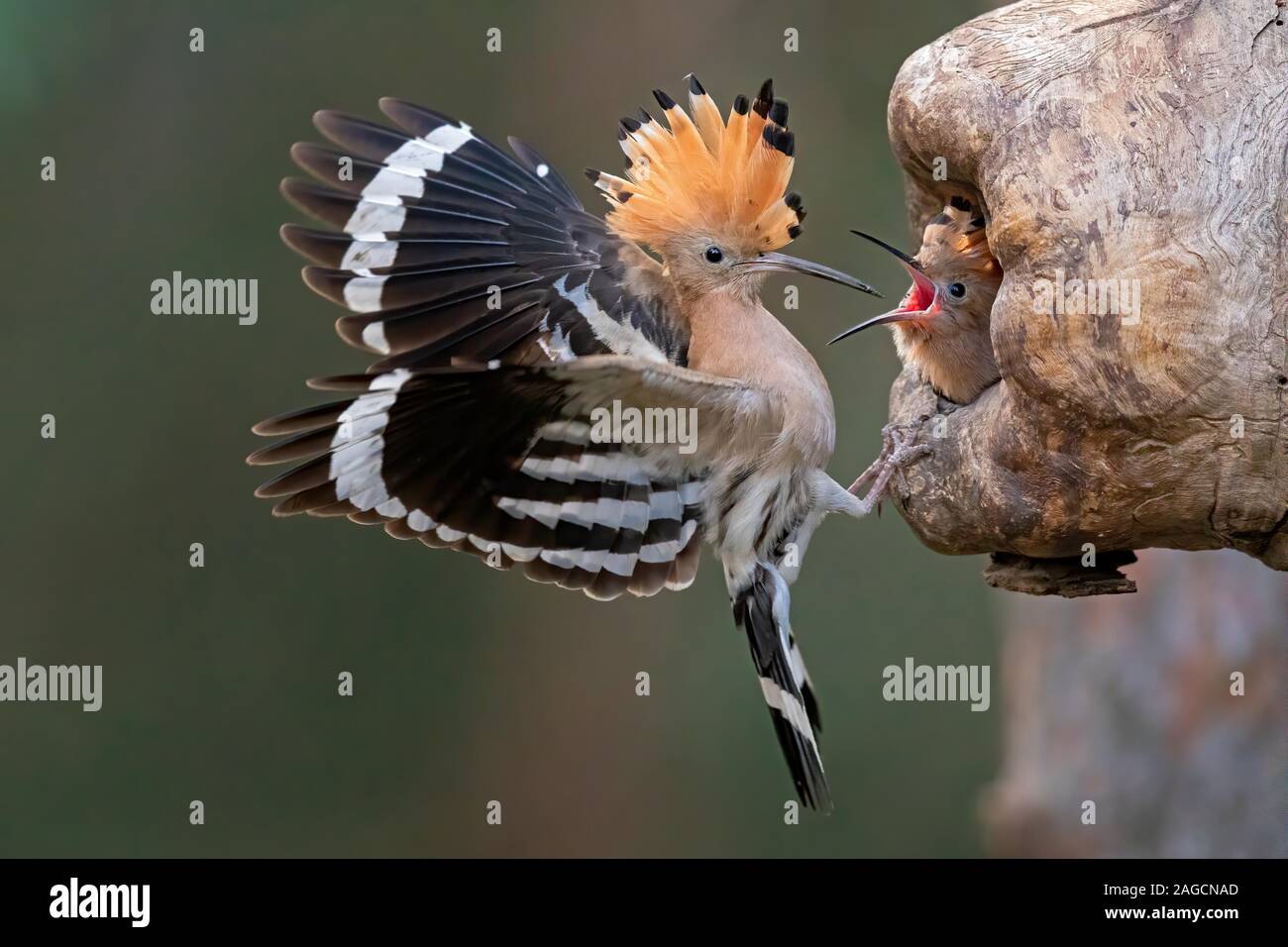 Young Bird Begging Old Bird High Resolution Stock Photography and ...