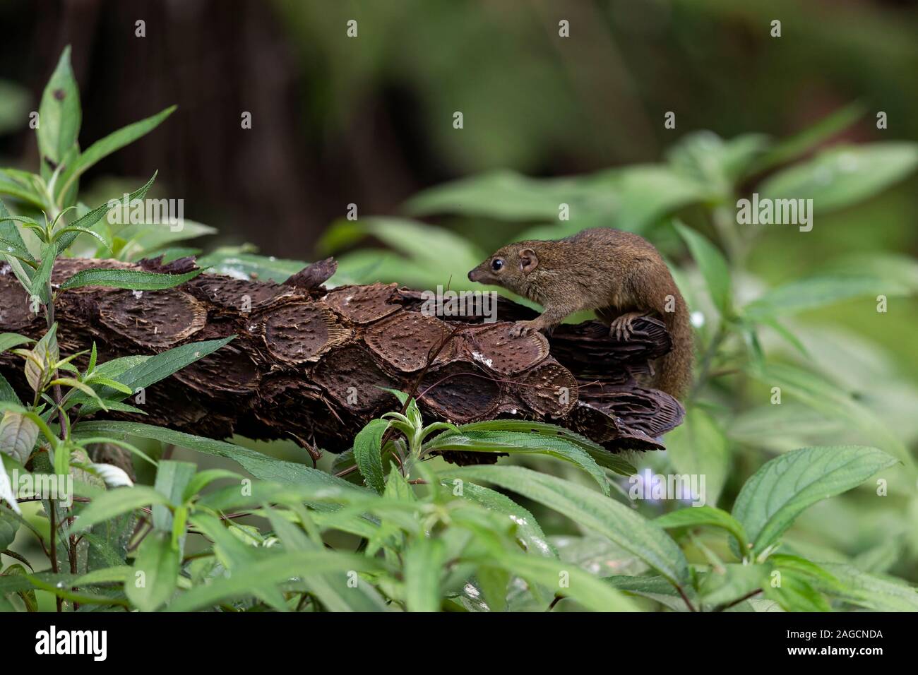 Tupaia hi-res stock photography and images - Alamy