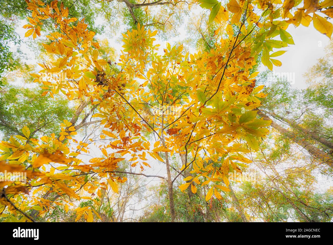 Yellow fall leaves in a North Florida Woodland Stock Photo - Alamy