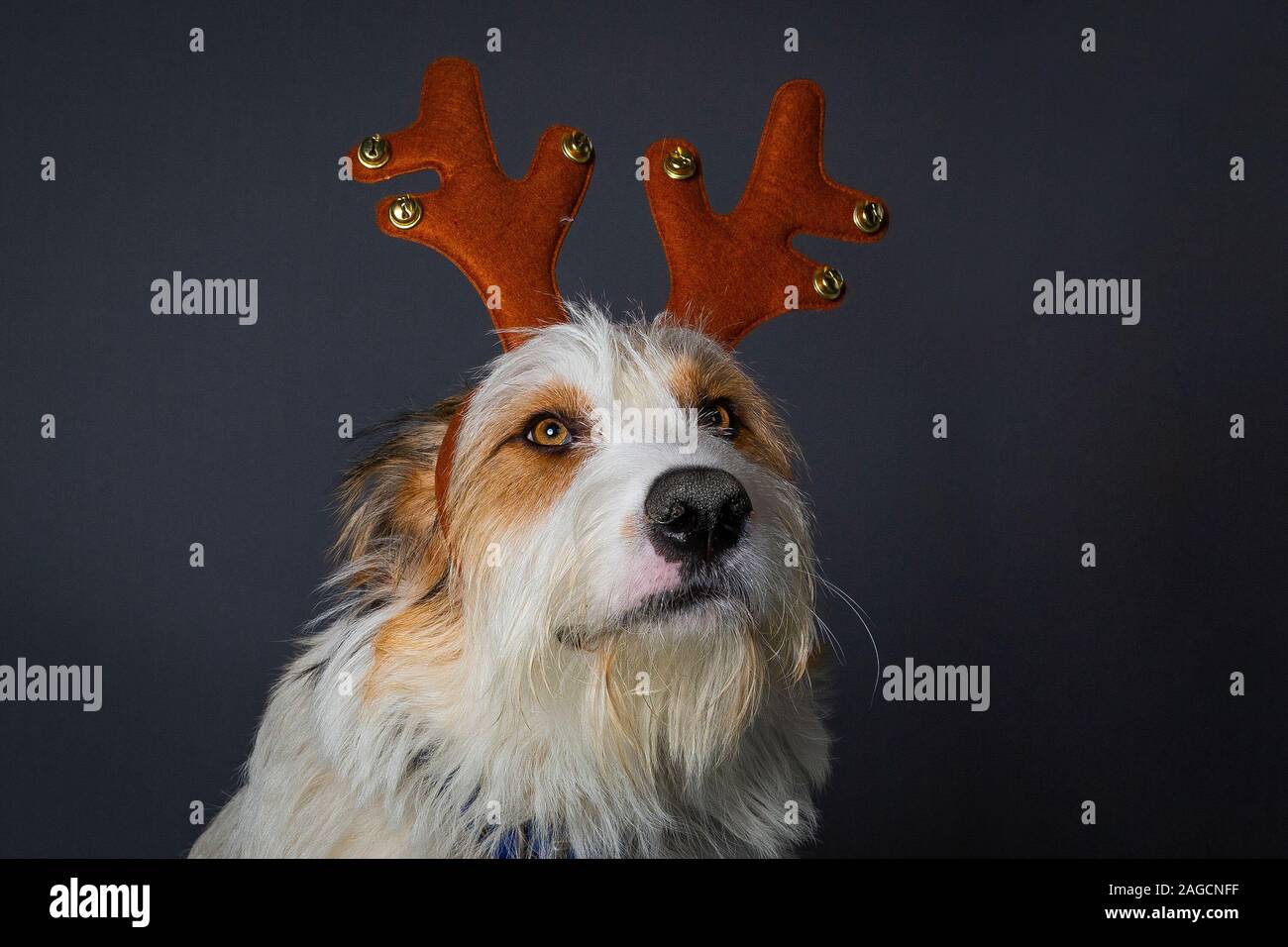 Happy scruffy dog hi-res stock photography and images - Alamy