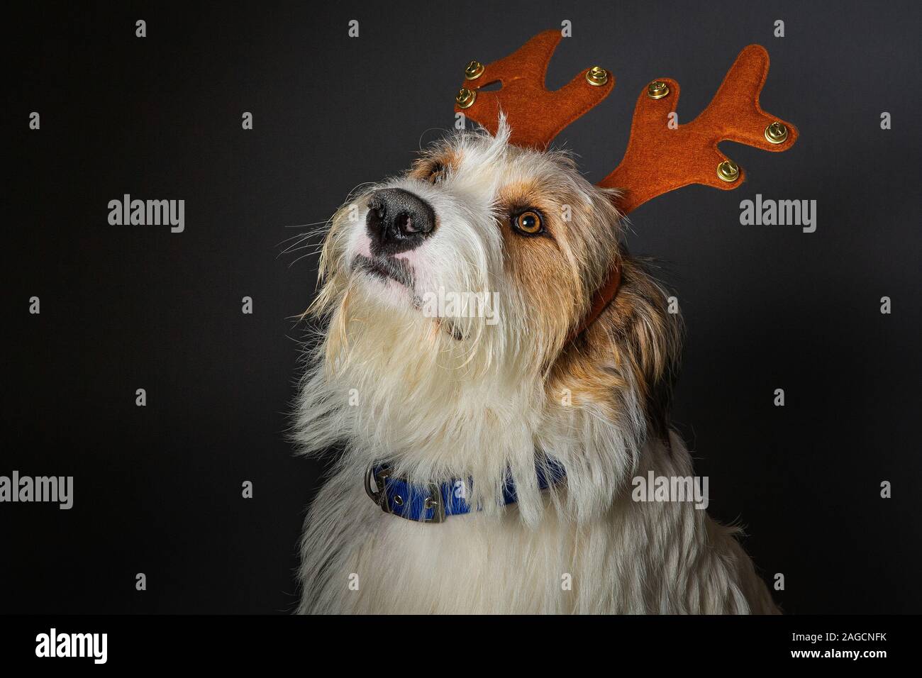 Happy scruffy dog hi-res stock photography and images - Alamy