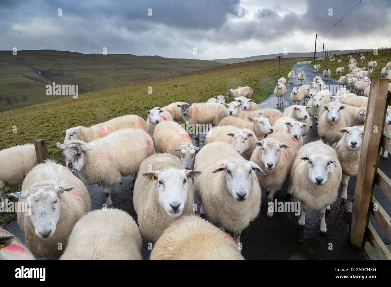 Sheep on Road Darnbrook, Cowside, Yorkshire Dales, England, UK Stock ...