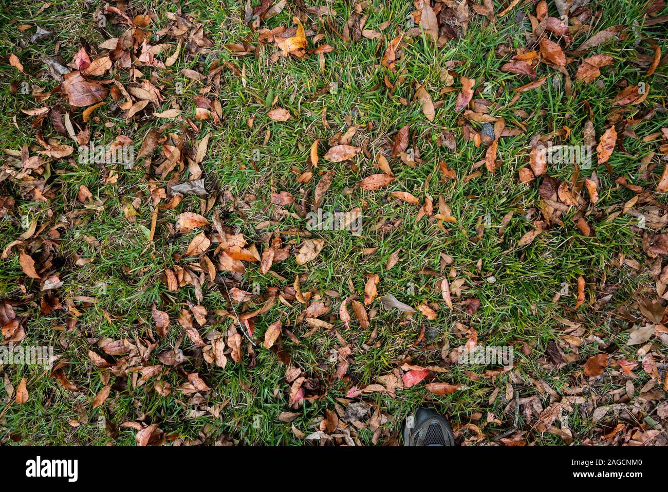 Dead Fallen Leaves High Resolution Stock Photography and Images - Alamy