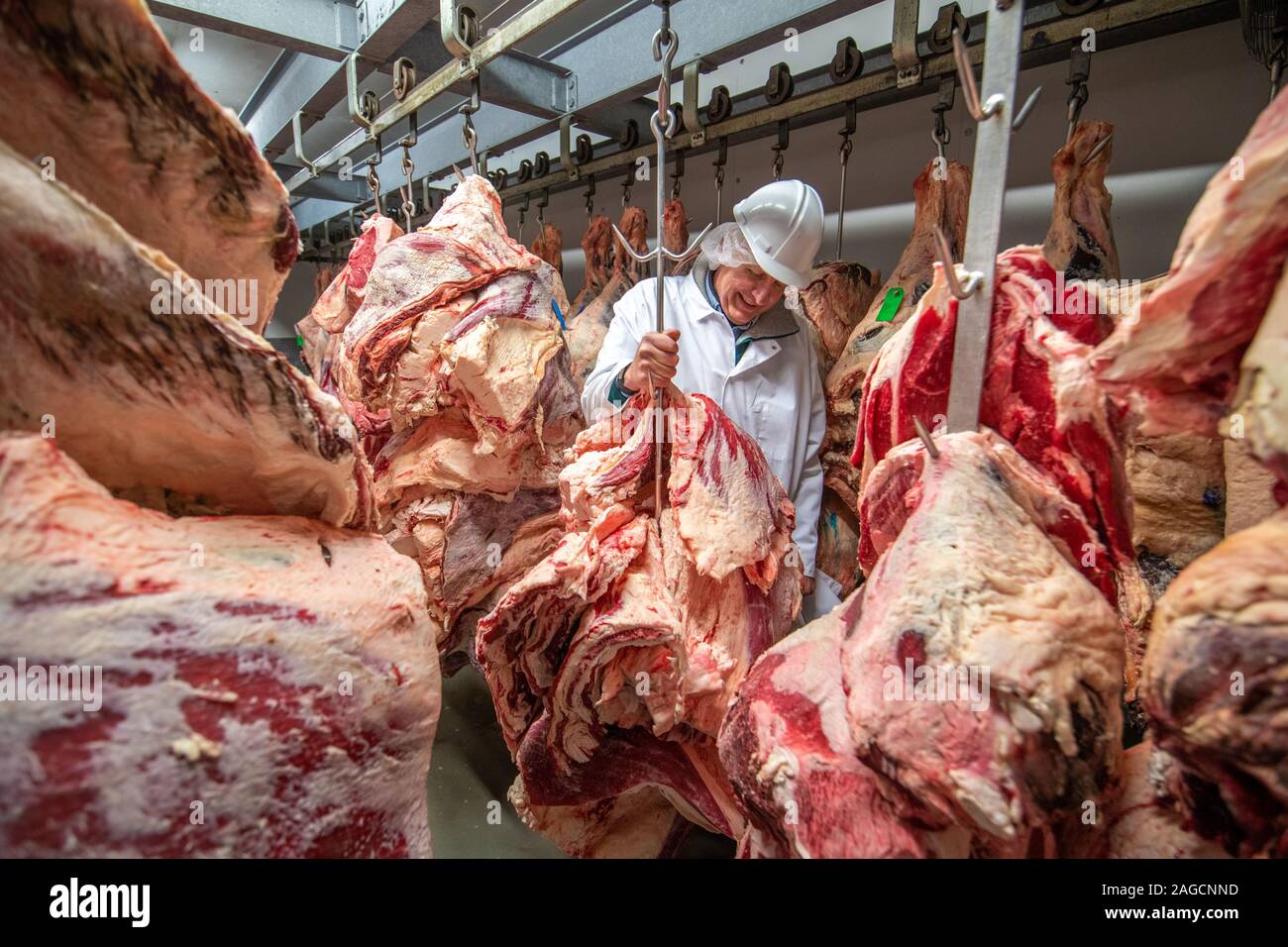 Hanging meat being carefully inspected , Baltimore, Maryland, USA Stock ...